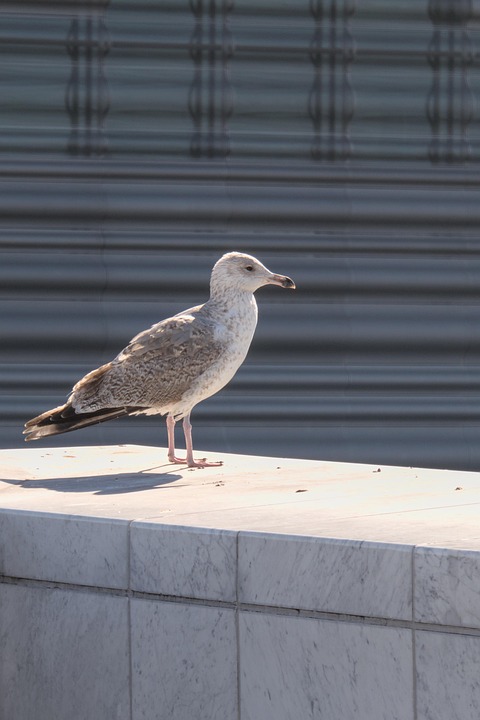 Seagull Bird Wildlife Wild - Free photo on Pixabay