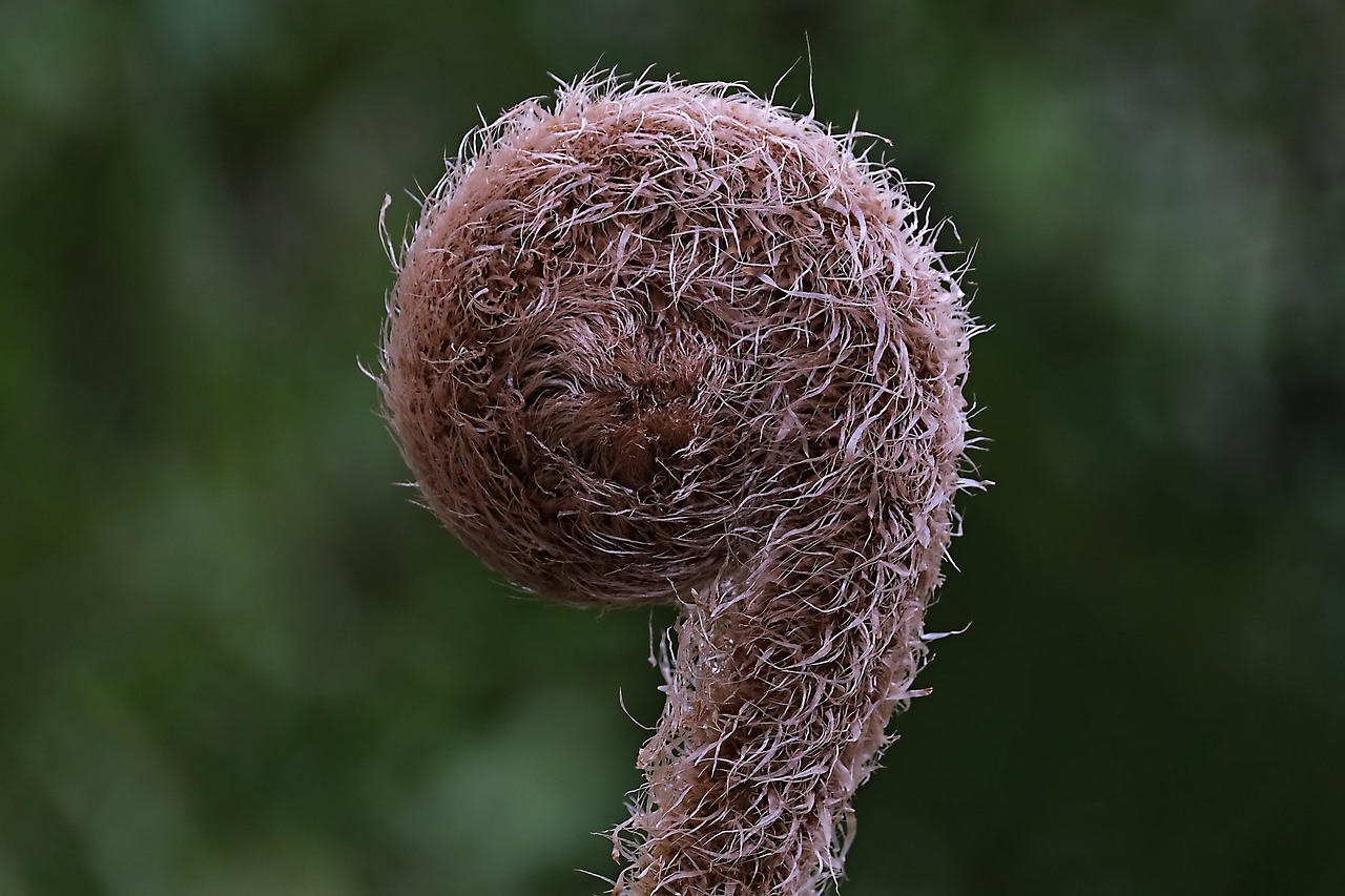 Samambaia Flora Planta - Foto gratuita no Pixabay - Pixabay