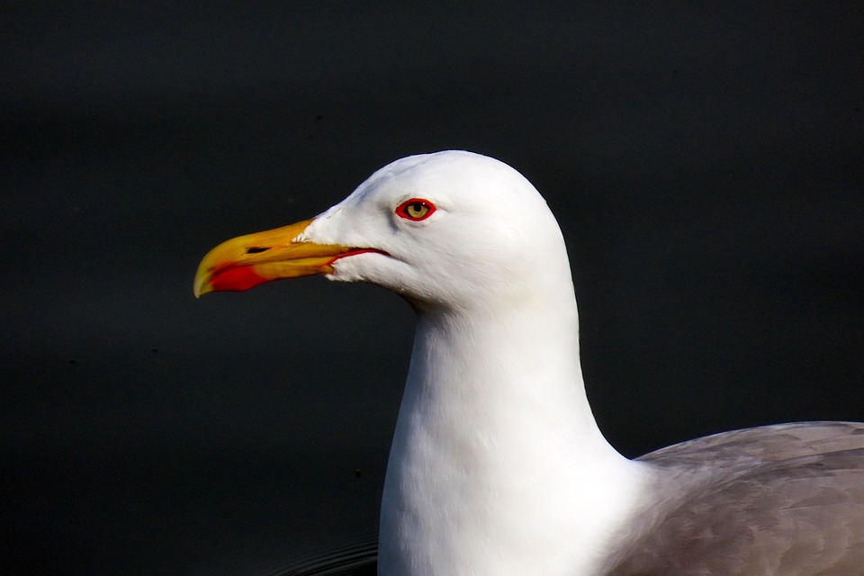 Zilvermeeuw Zeevogel Dieren In Het - Gratis foto op Pixabay