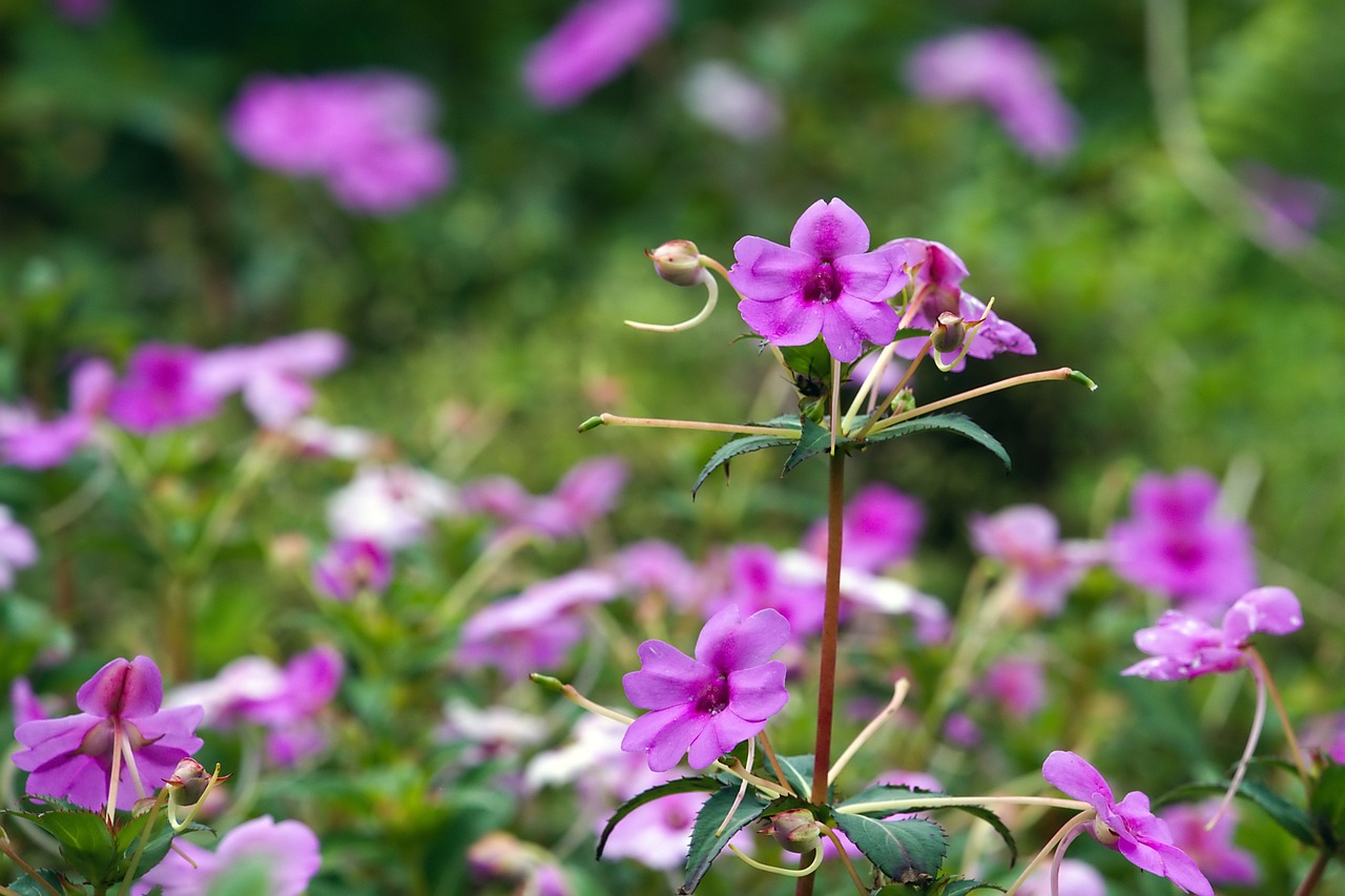 Flowers Purple Bloom - Free photo on Pixabay
