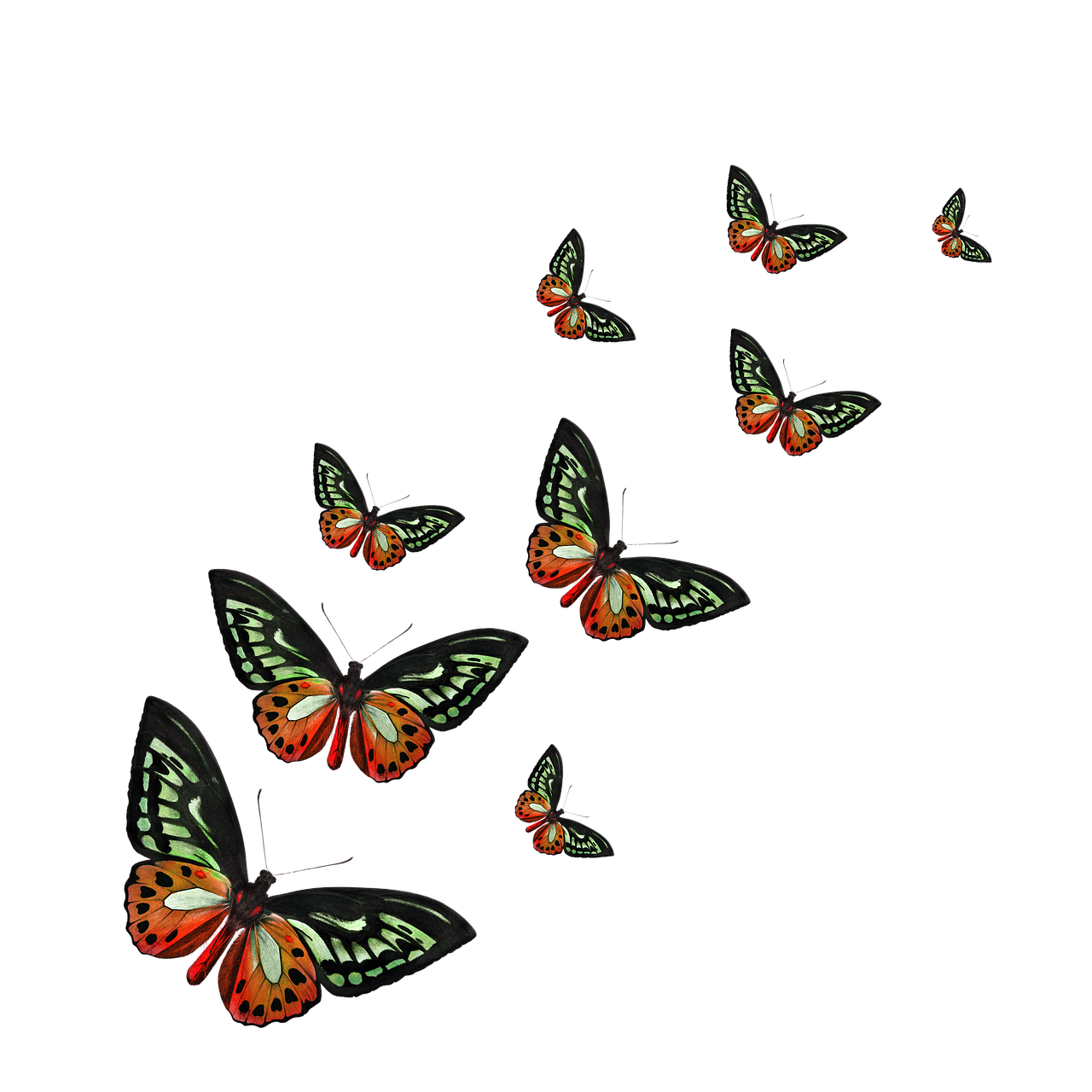 Download Butterflies, Colourful, Flying. Royalty-Free Stock ...