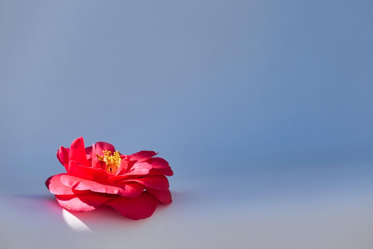 blossom-bloom-flower-free-photo-on-pixabay