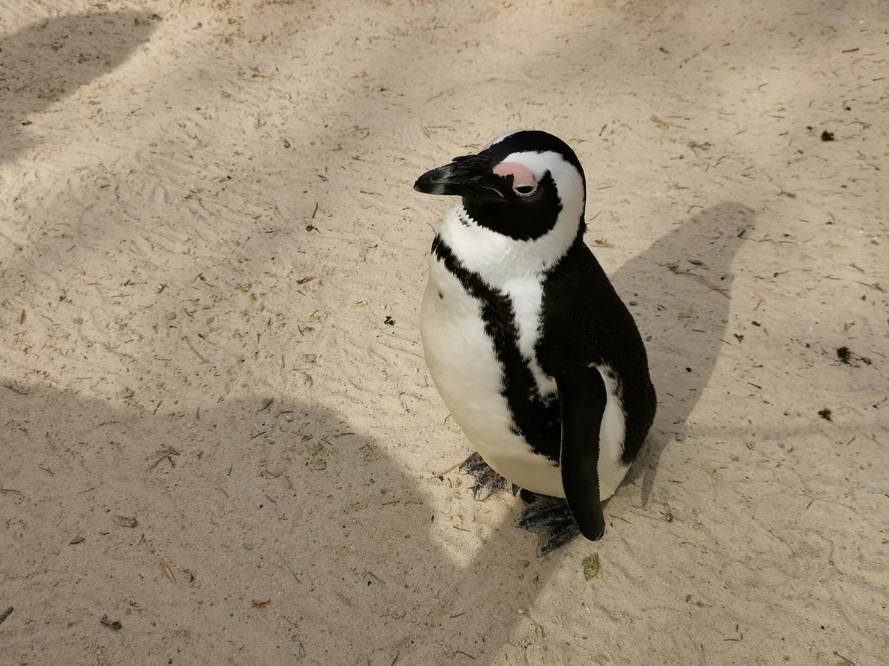Penguin Park Nature - Kostenloses Foto auf Pixabay - Pixabay
