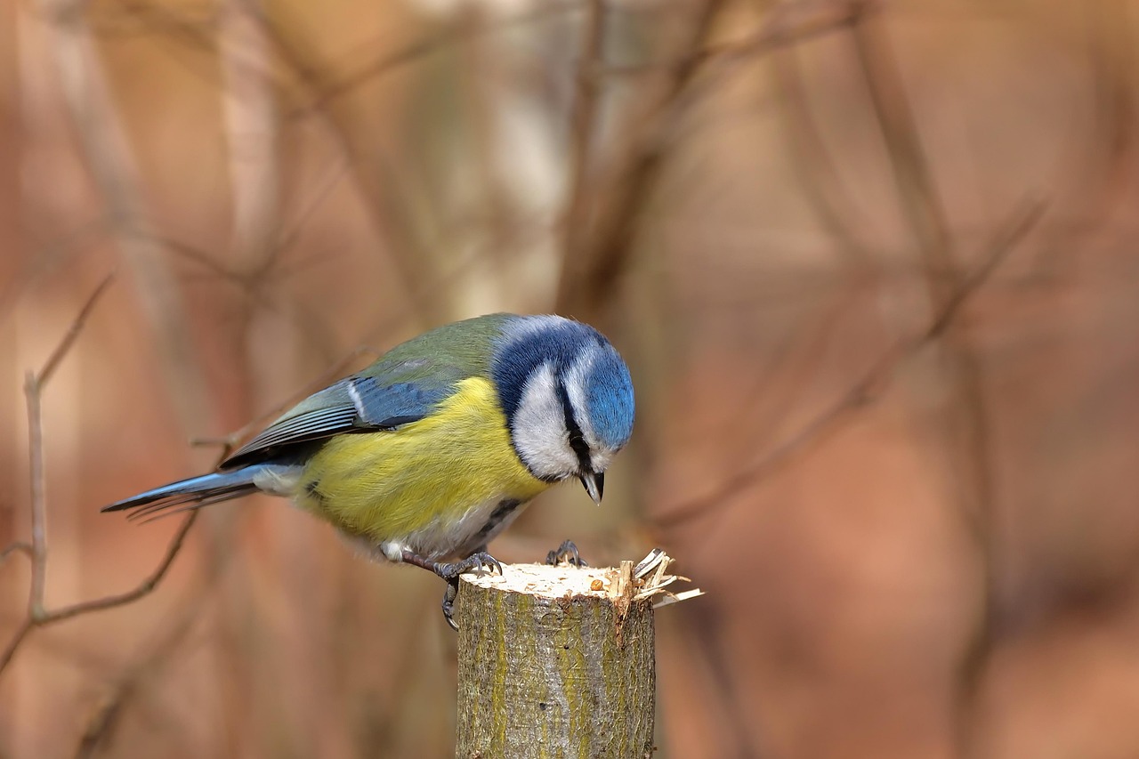 1.000+ kostenlose Blaumeise und Natur-Bilder - Pixabay