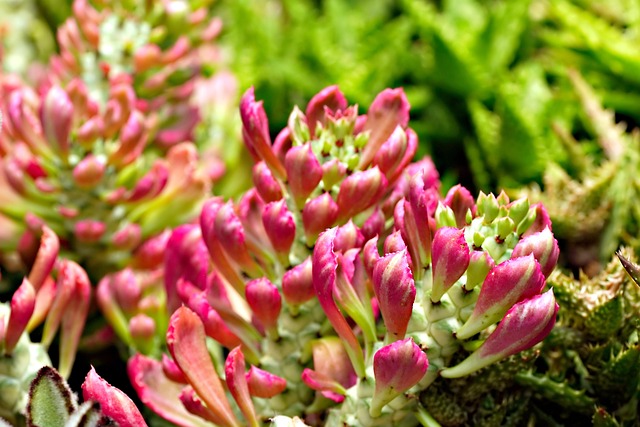 Succulent Fleurs Flore - Photo gratuite sur Pixabay