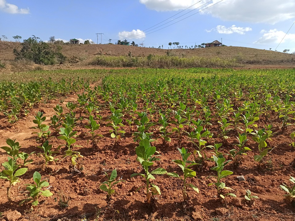 Tobacco Field Vinales Cuba - Free photo on Pixabay