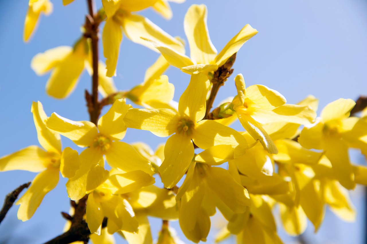 Forsythia Planta Oleaceae Arbusto - Foto gratis en Pixabay - Pixabay