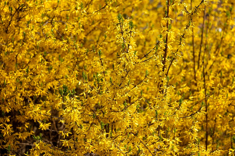 Forsythia Flowers Yellow - Free photo on Pixabay