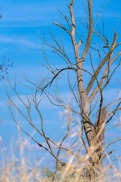 Heaven Tree Wood - Free photo on Pixabay - Pixabay