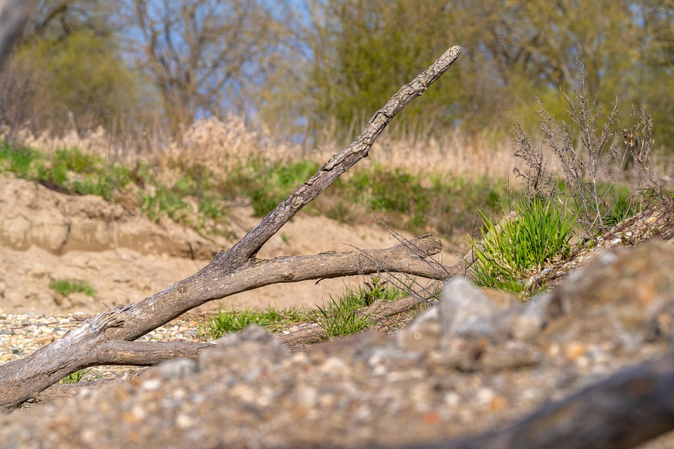 Tribe Tree Trunk Wood - Free photo on Pixabay