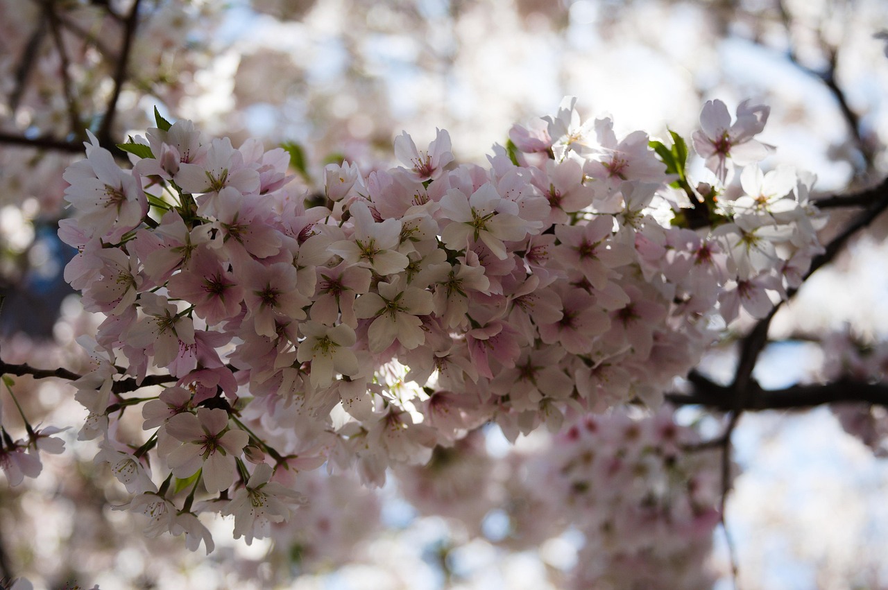 Spring Summer Nyc - Free photo on Pixabay - Pixabay