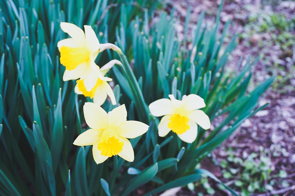 Narcissus Plant Flower - Free photo on Pixabay