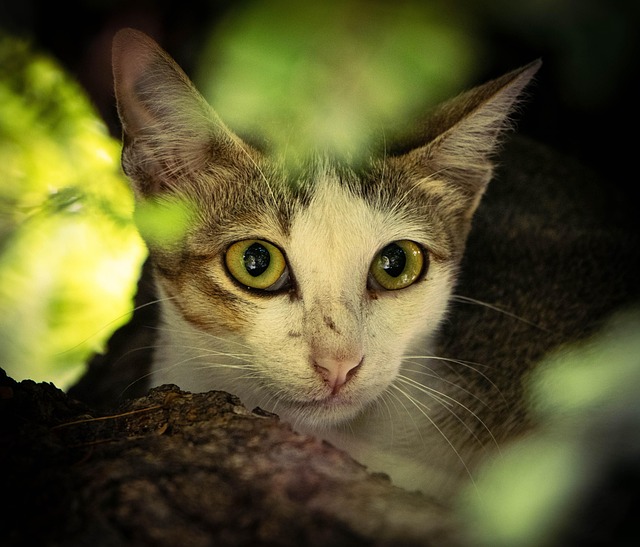 Tierwelt Katze Verängstigt - Kostenloses Foto auf Pixabay - Pixabay