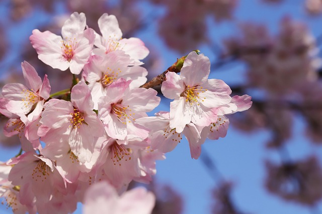 Flowers Cherry Blossoms Spring - Free photo on Pixabay - Pixabay