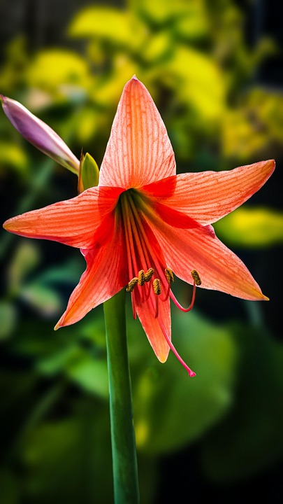 Flower Amaryllis Bloom - Free photo on Pixabay - Pixabay