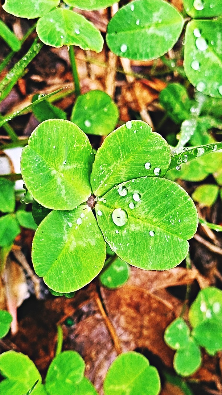 Shamrock Clover Four Leaf - Free photo on Pixabay - Pixabay