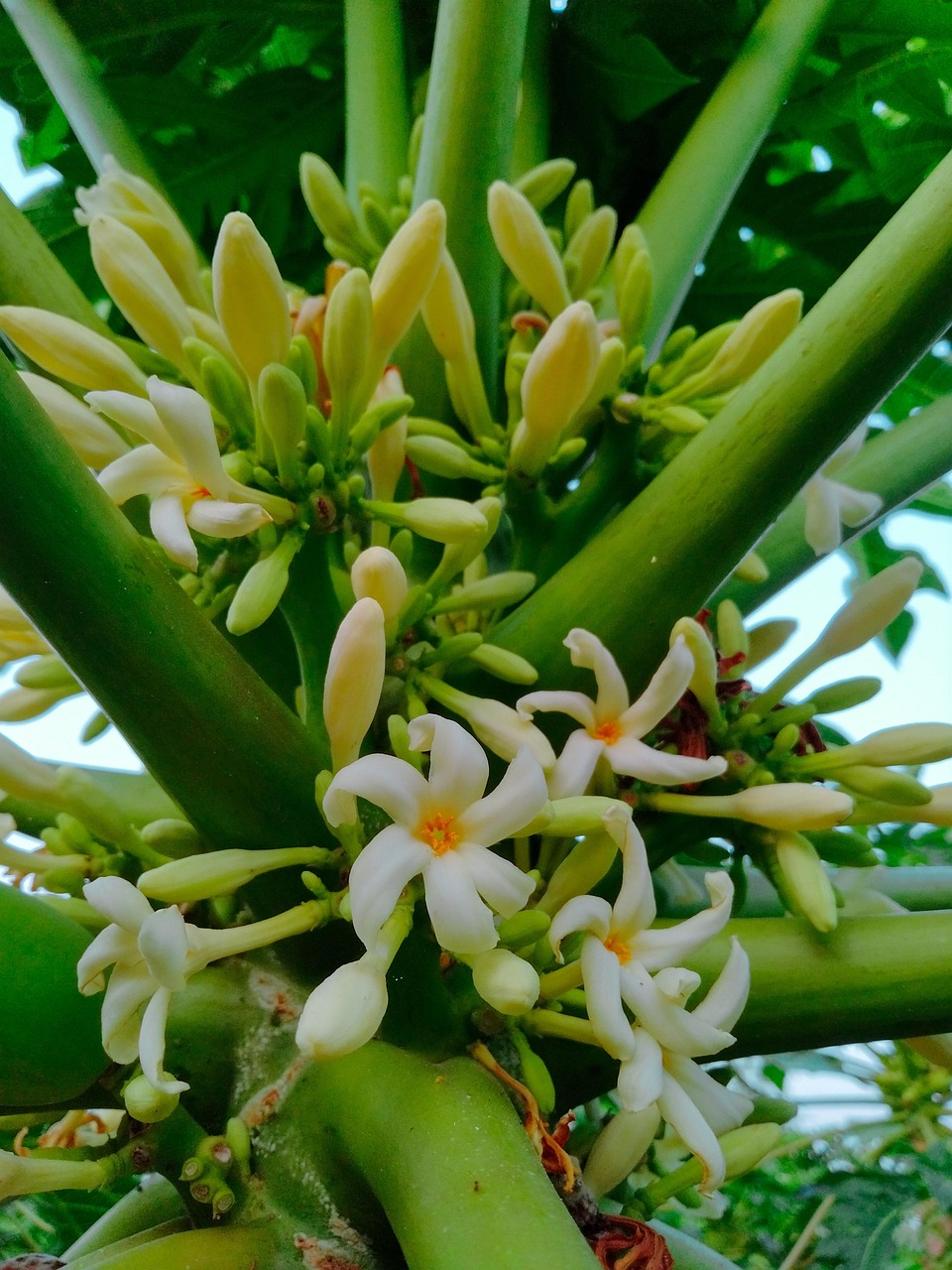 Download Papaya Tree'S Flower Yellow Colour Flower Papaya Flowers ...