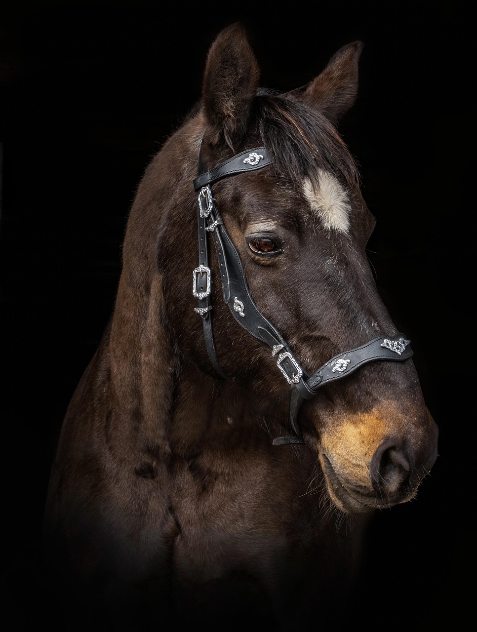 Horse Mammal Animal - Free photo on Pixabay