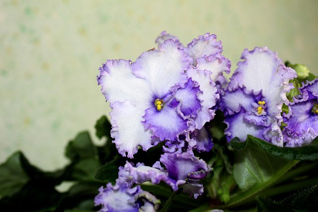 Violet Ungu Bunga - Foto gratis di Pixabay - Pixabay