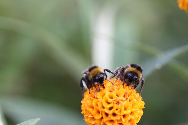Bees Orange Flower Pollination - Free photo on Pixabay - Pixabay