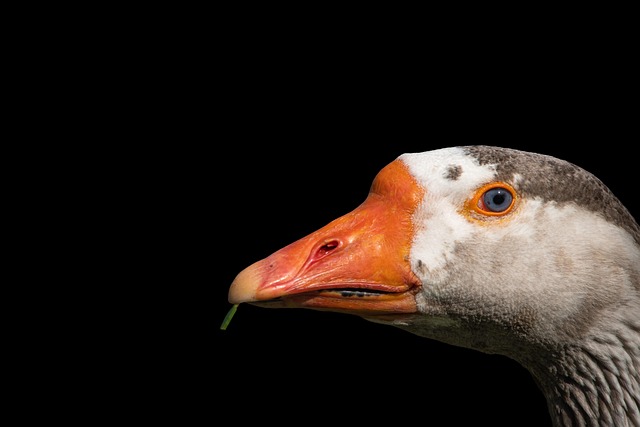 Bird Goose Ornithology Geese - Free photo on Pixabay