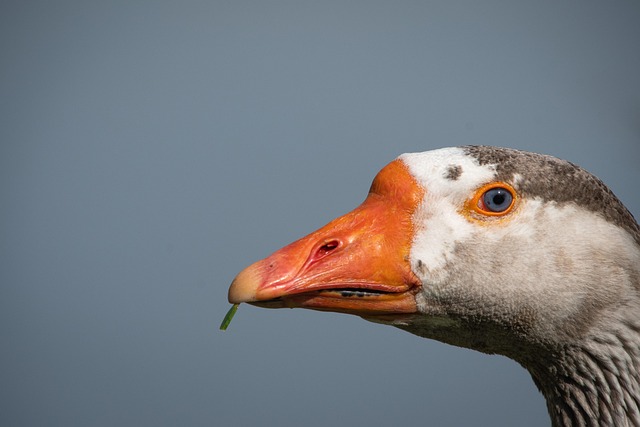 Bird Goose Ornithology Geese - Free photo on Pixabay