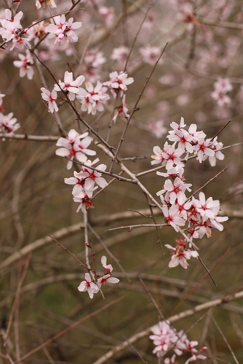 Fleurs Floraison Le Printemps La - Photo gratuite sur Pixabay - Pixabay