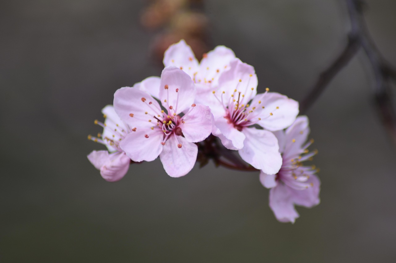 Cereza Flor Flores - Foto gratis en Pixabay - Pixabay
