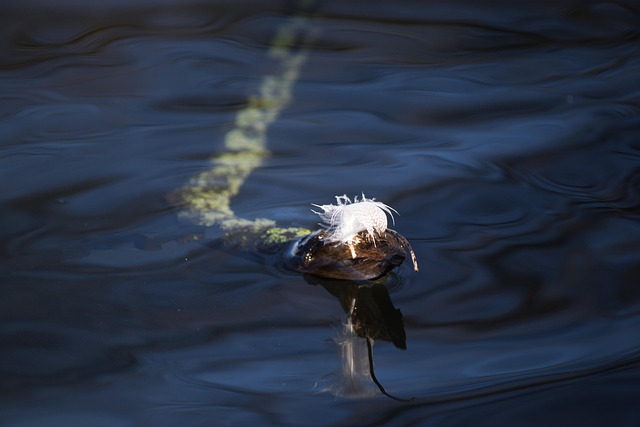 Water Snake With Wig Illusion - Free photo on Pixabay - Pixabay