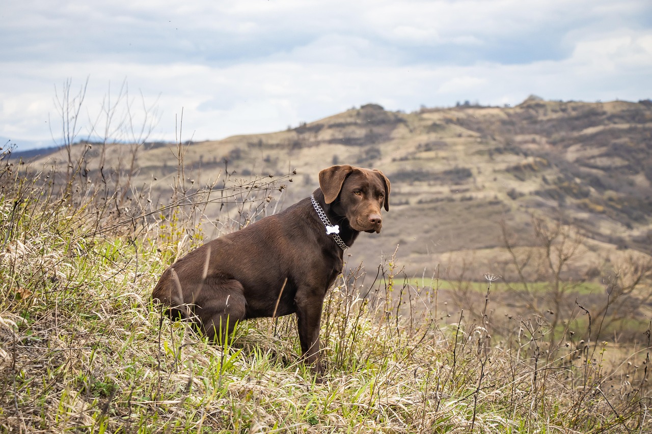 40+ Free Labrador Dog Background & Labrador Images - Pixabay
