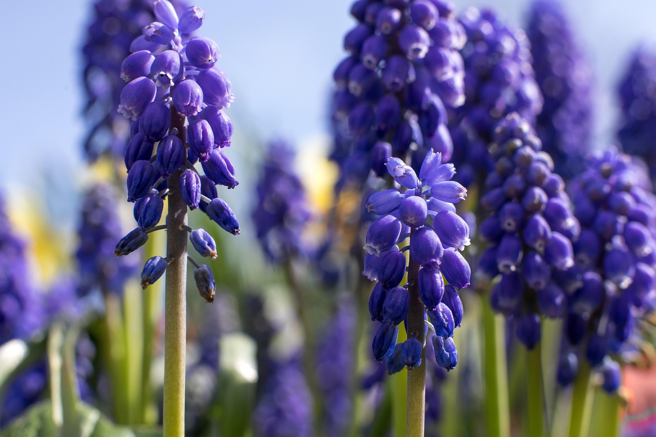 Fleur Jacinthe Botanique - Photo gratuite sur Pixabay - Pixabay