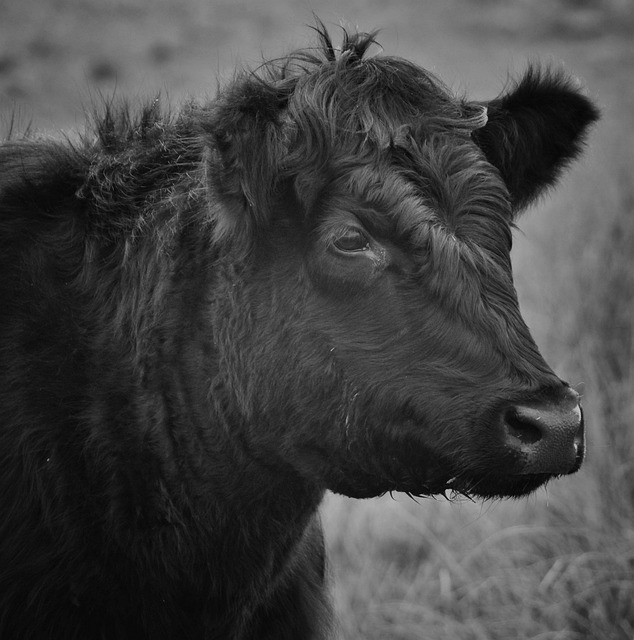 Satwa Sapi Mamalia Satu - Foto gratis di Pixabay - Pixabay