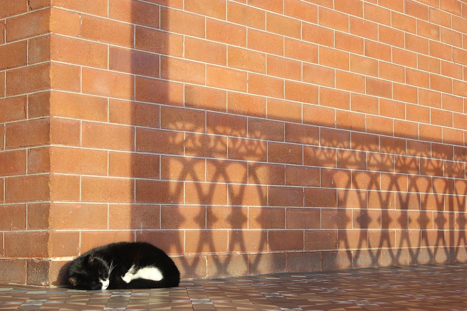 Cat Shadow Evening - Free photo on Pixabay - Pixabay