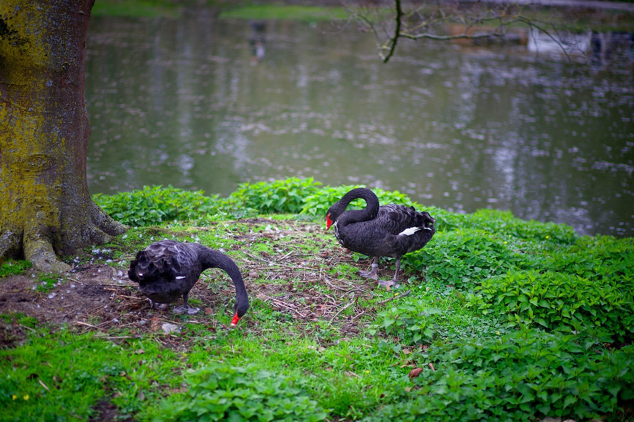 Vögel Gras Park - Kostenloses Foto auf Pixabay - Pixabay