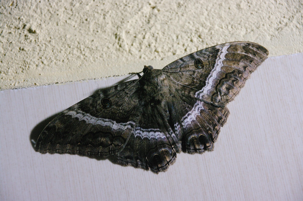 Mariposa Borboleta Ecologia - Foto gratuita no Pixabay