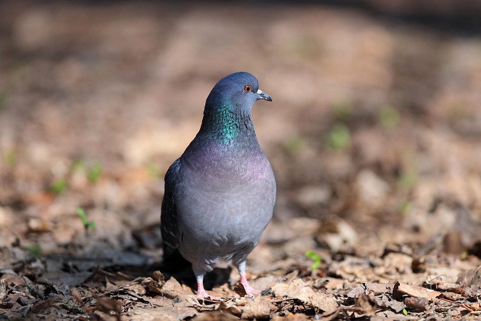Pigeon Bird Flying - Free photo on Pixabay