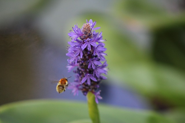Violet Flowers Bee Pollination - Free photo on Pixabay - Pixabay