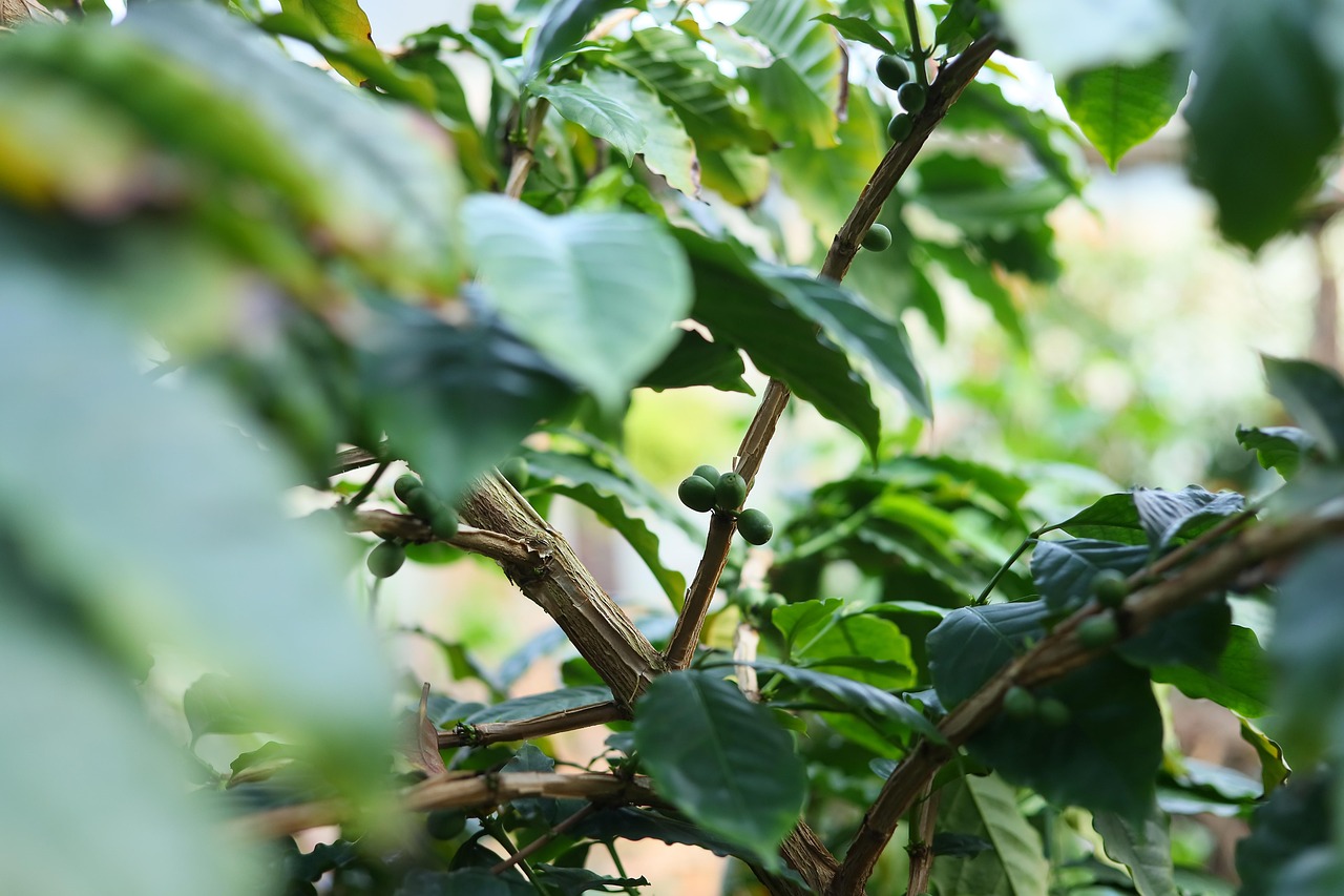 Coffee Tree Green - Free photo on Pixabay - Pixabay