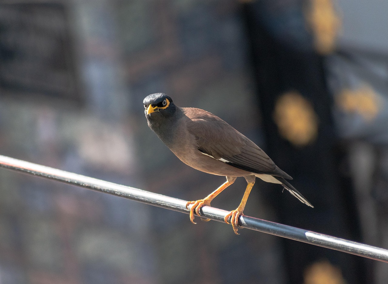 Burung Myna Ilmu - Foto gratis di Pixabay - Pixabay