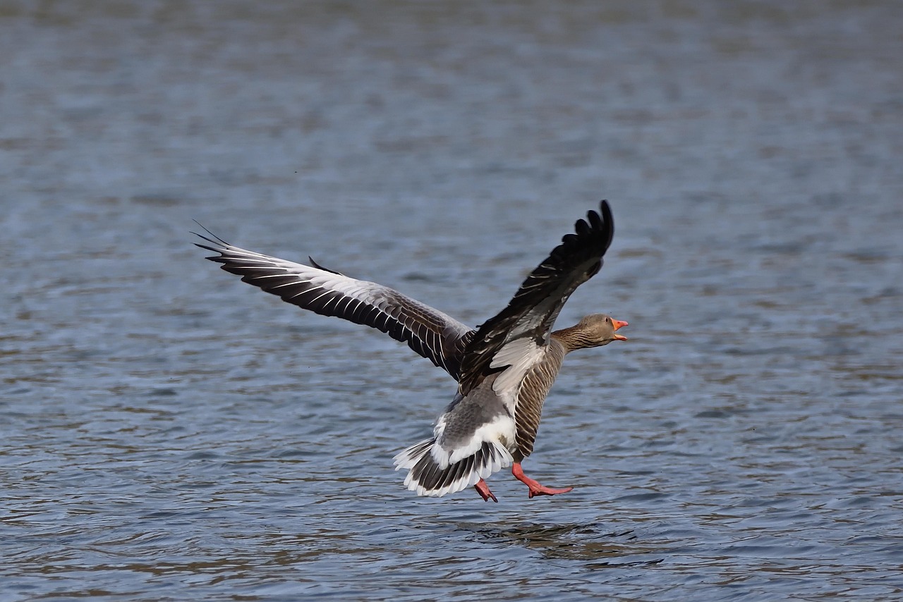 Greylag Goose Water Bird Flying - Free photo on Pixabay - Pixabay