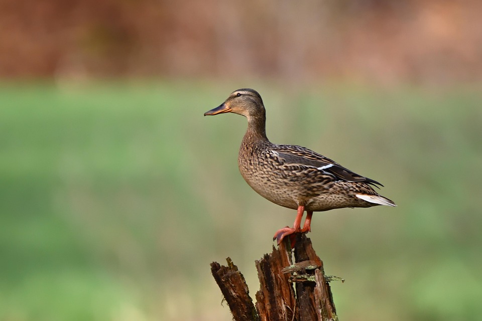 Mallard Duck Water Bird Tree - Free photo on Pixabay