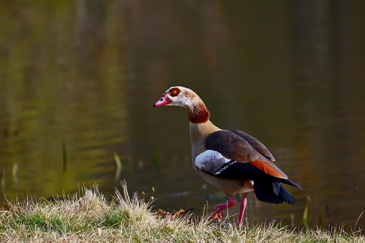 Ganso Egipcio Lago Ave Acuática - Foto gratis en Pixabay - Pixabay