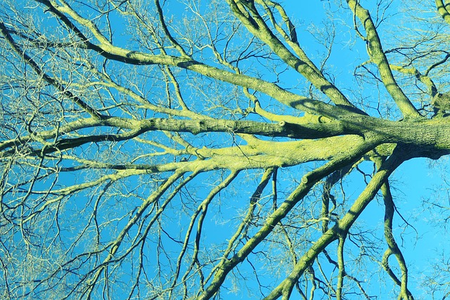 Forest Tree Bald - Free photo on Pixabay - Pixabay