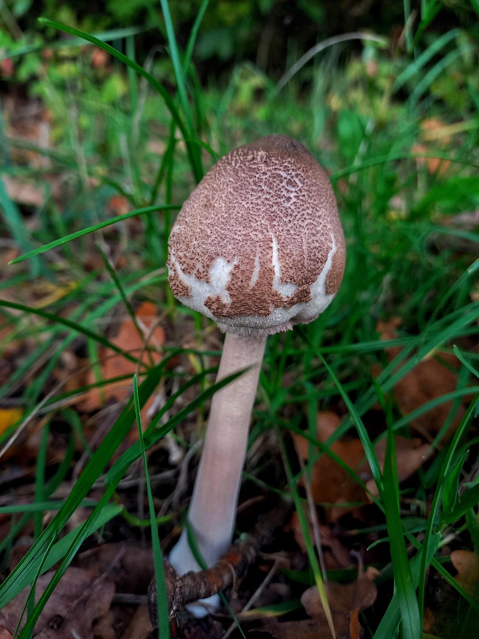 Mushroom Fall Forest - Free photo on Pixabay