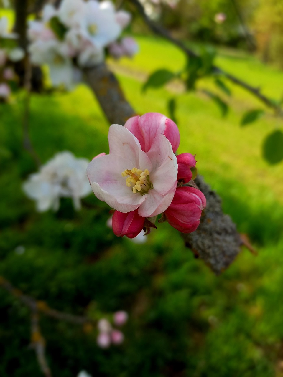 Pink Flower Blossom - Free photo on Pixabay - Pixabay