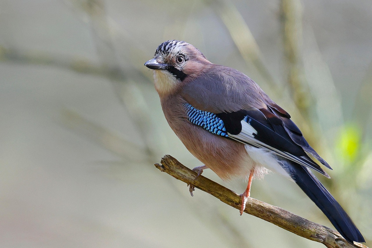 5.000+ gratis Vlaamse Gaai- en Natuur-foto's - Pixabay