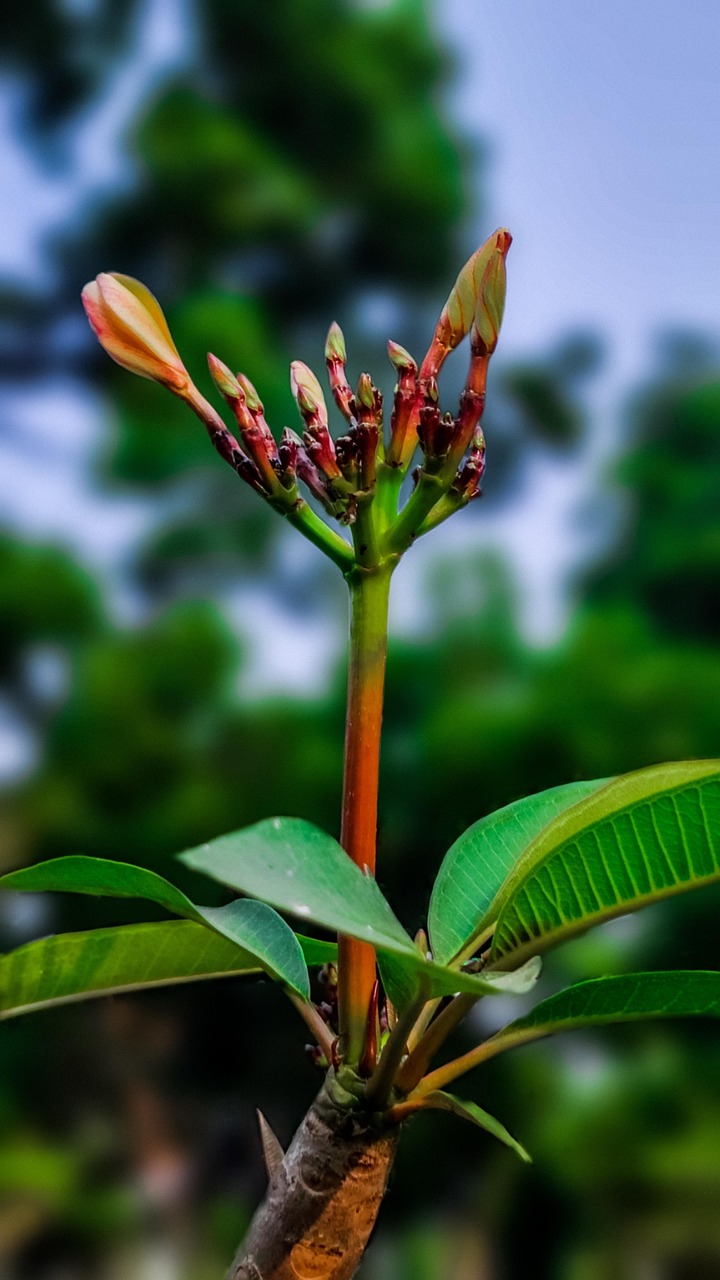 Plumeria Sale De Planta - Foto gratis en Pixabay - Pixabay
