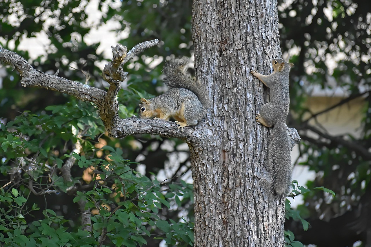 Squirrel Rodent Trees - Free photo on Pixabay