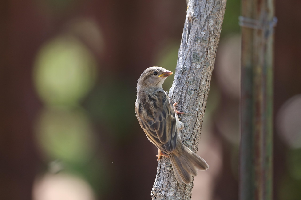 Bird Sparrow Feathers - Free photo on Pixabay