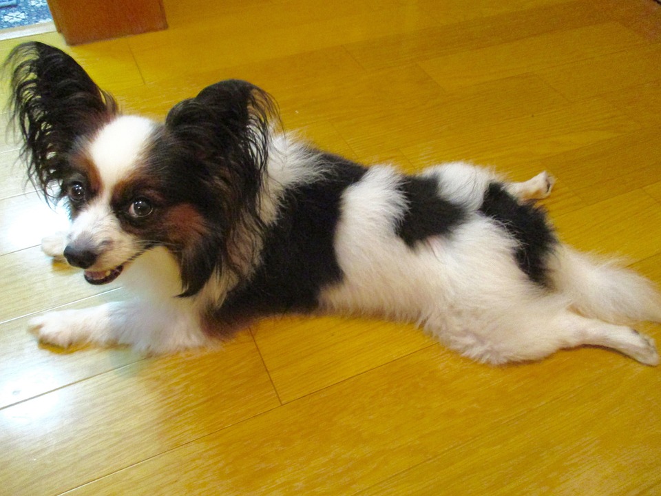 Dog Puppy Turn Around Lying - Free photo on Pixabay - Pixabay